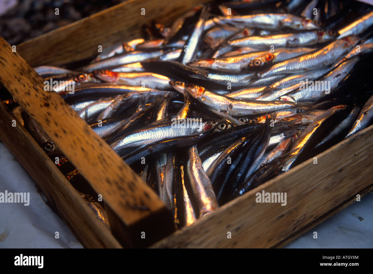 Sardines box hi-res stock photography and images - Alamy