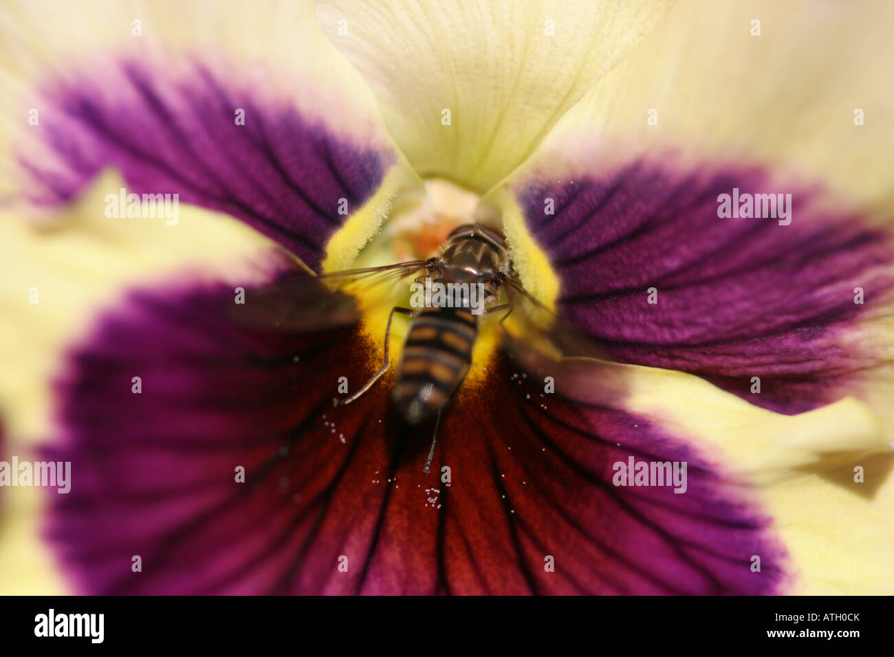 Hoverfly collecting pollen from pansy flower Stock Photo - Alamy