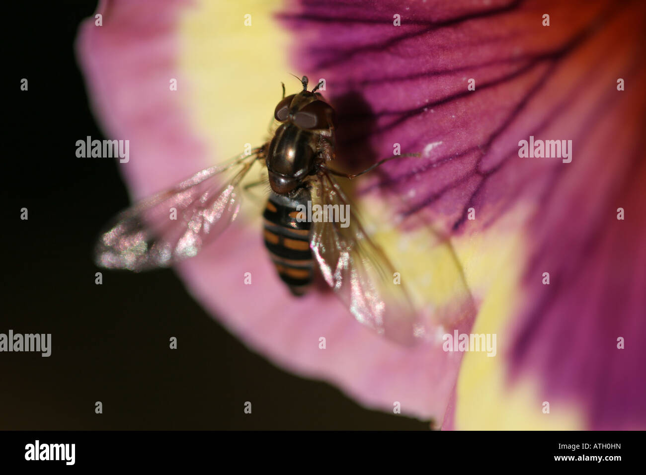 Hoverfly collecting pollen from pansy flower Stock Photo - Alamy