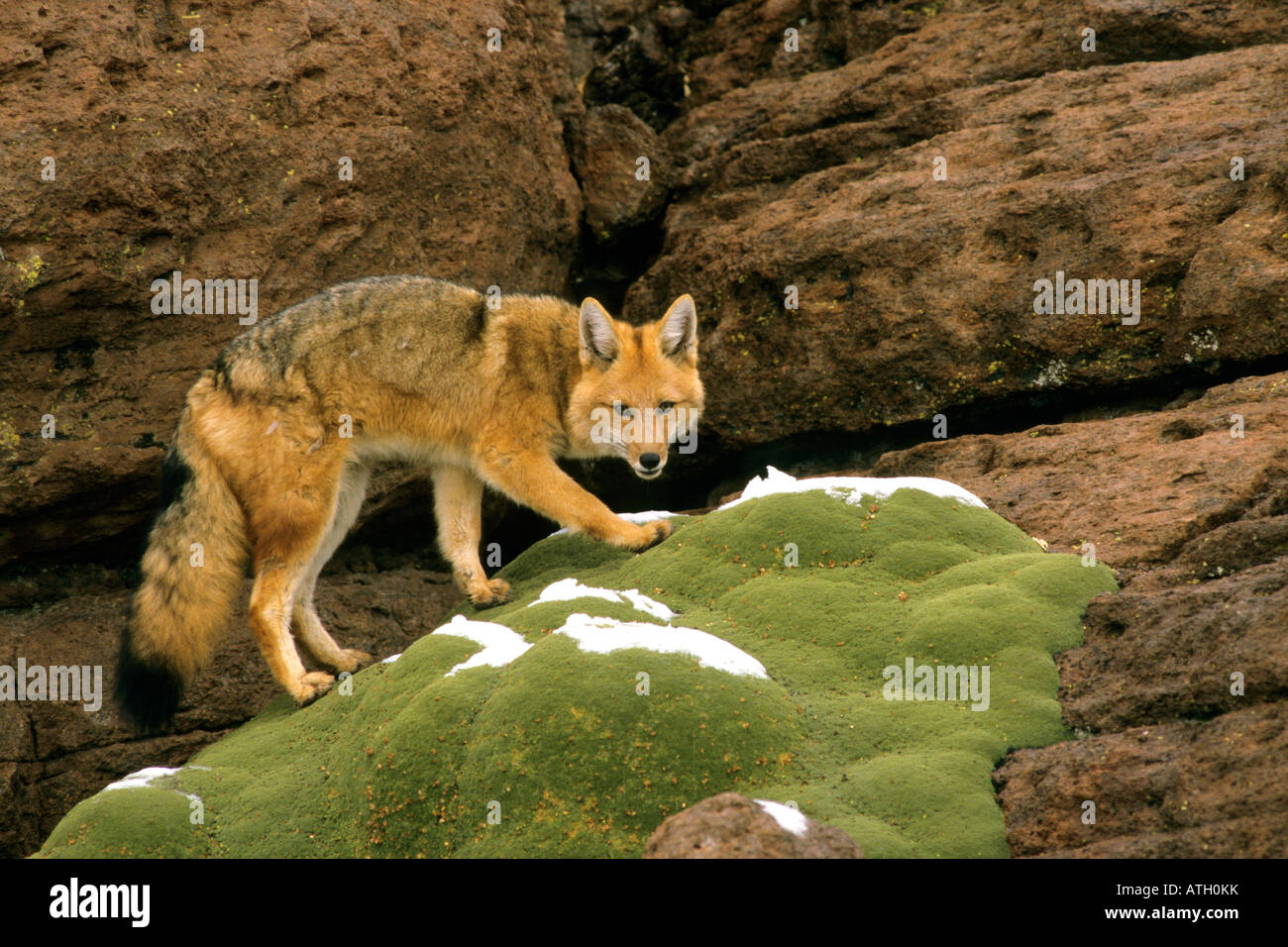Andean Fox, Culpeo Fox, South American Red Fox (Dusicyon culpaeus Stock ...