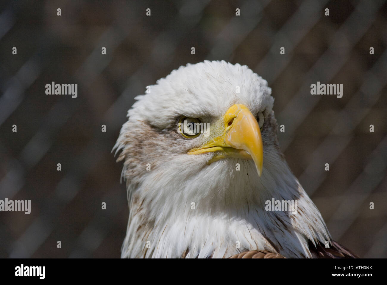Bird with fish in beak Cut Out Stock Images & Pictures - Alamy