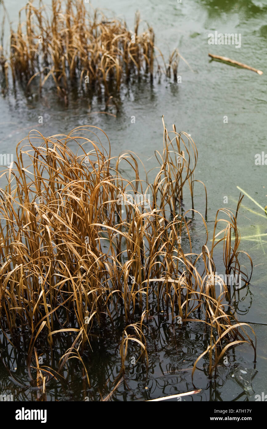 A frozen pond Stock Photo - Alamy