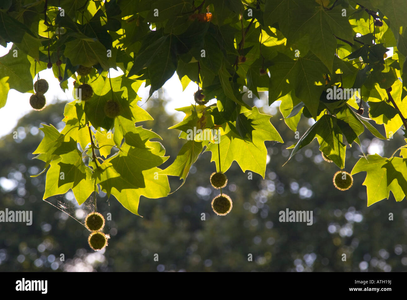 London plane tree platanus acerifolia with backlit fruits Stock Photo ...