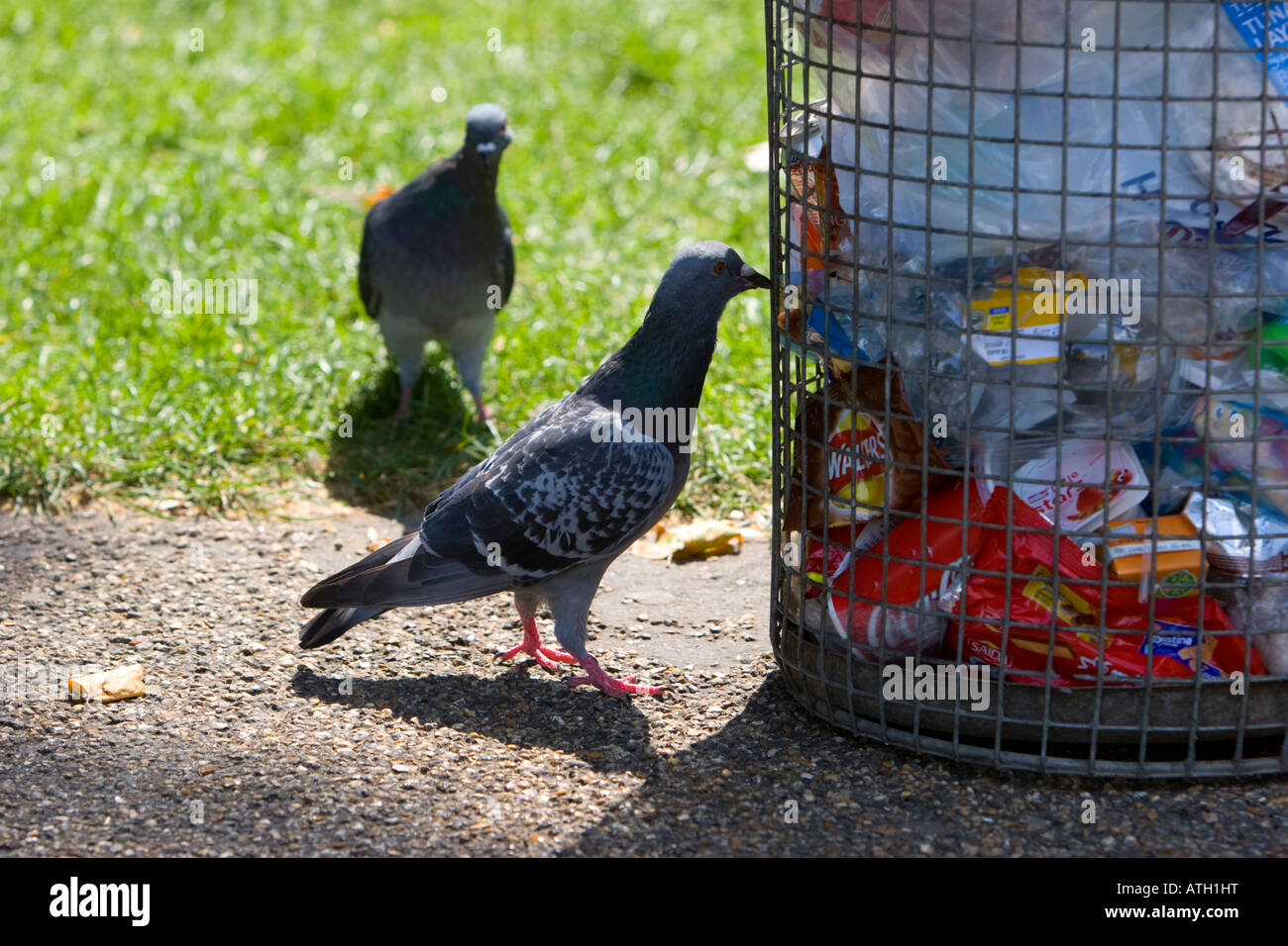 Pigeon taking rubbish from a park litter bin Stock Photo - Alamy