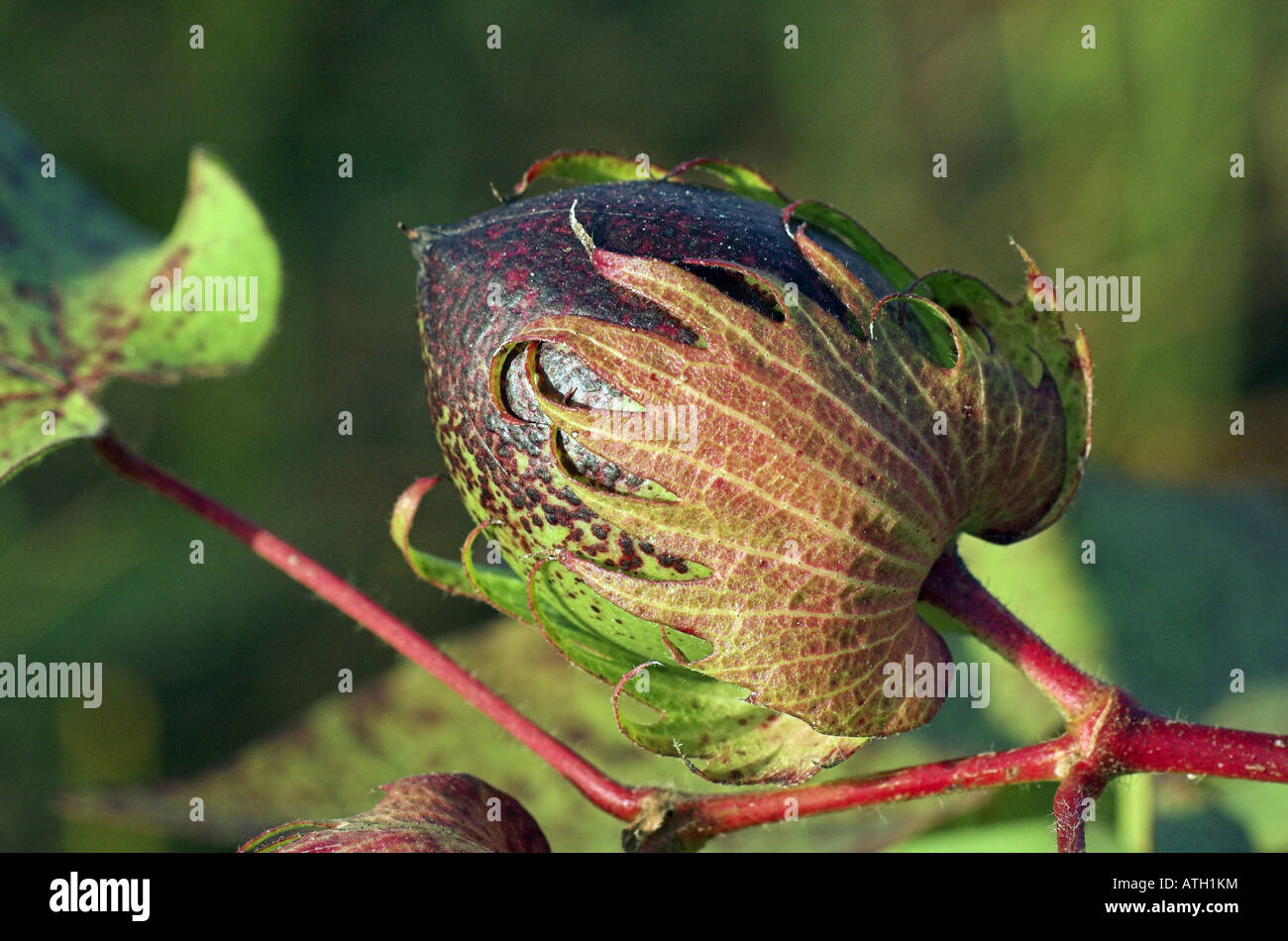 Common cotton bush hi-res stock photography and images - Alamy
