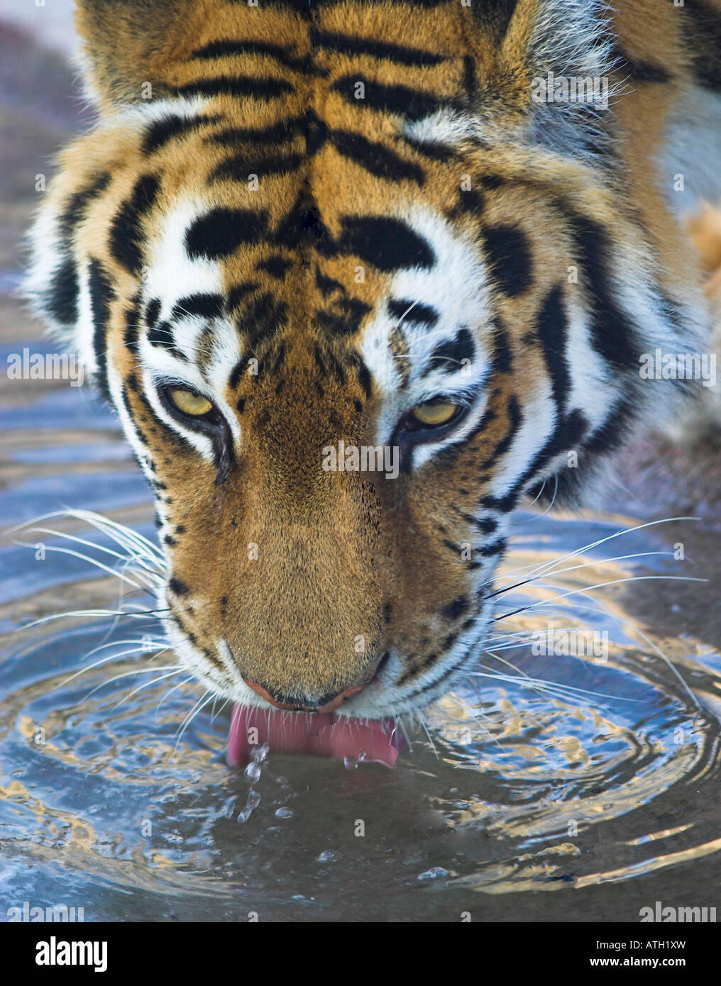 hot tiger drinks at his waterhole Stock Photo - Alamy