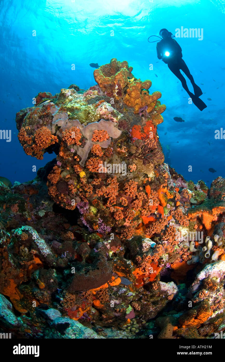 Saba scuba diving coral reef coral wall colorful, underwater, scuba ...