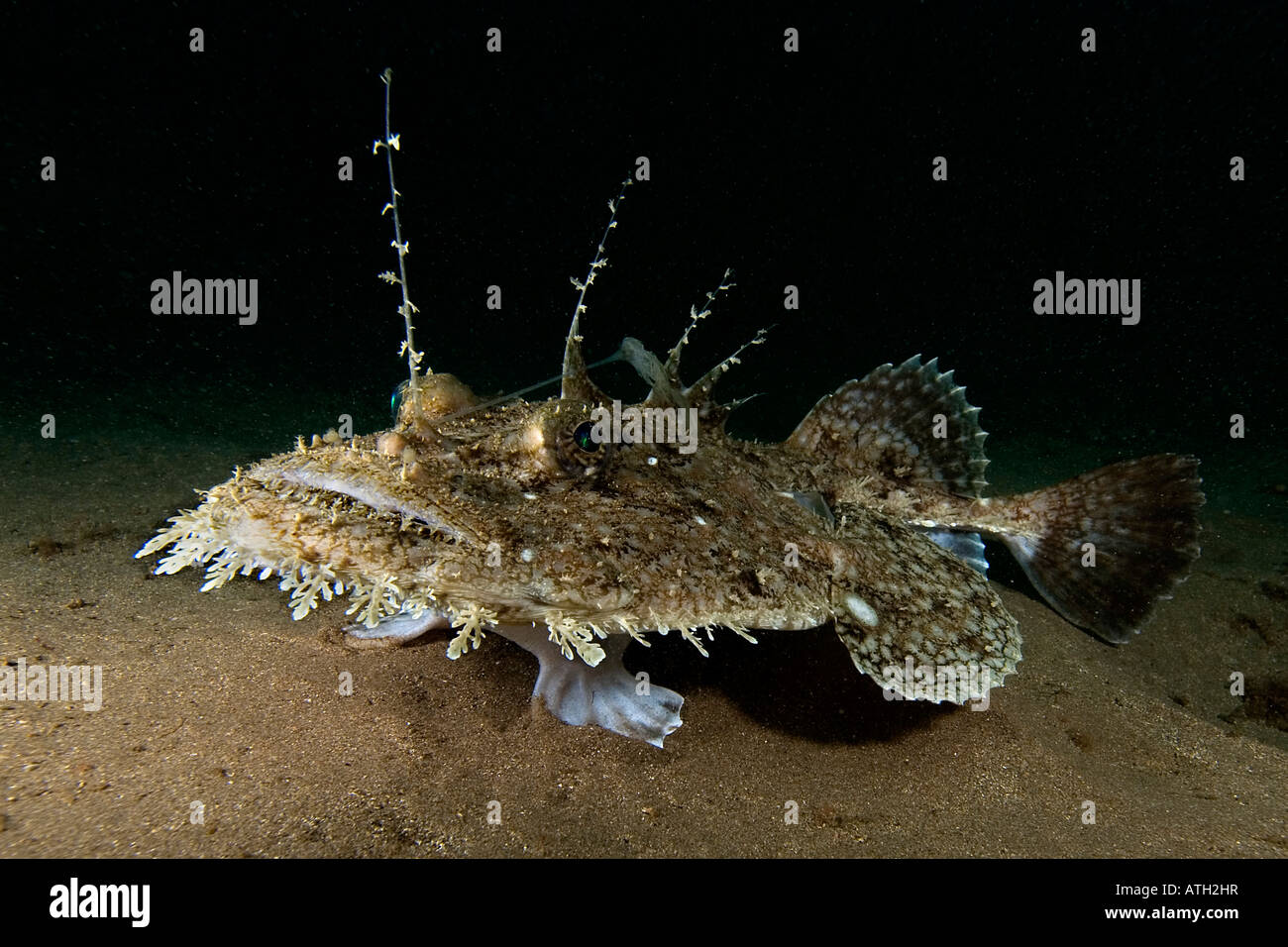 Monk fish, underwater, scuba, diving, ocean, sea, marine life, sea life ...