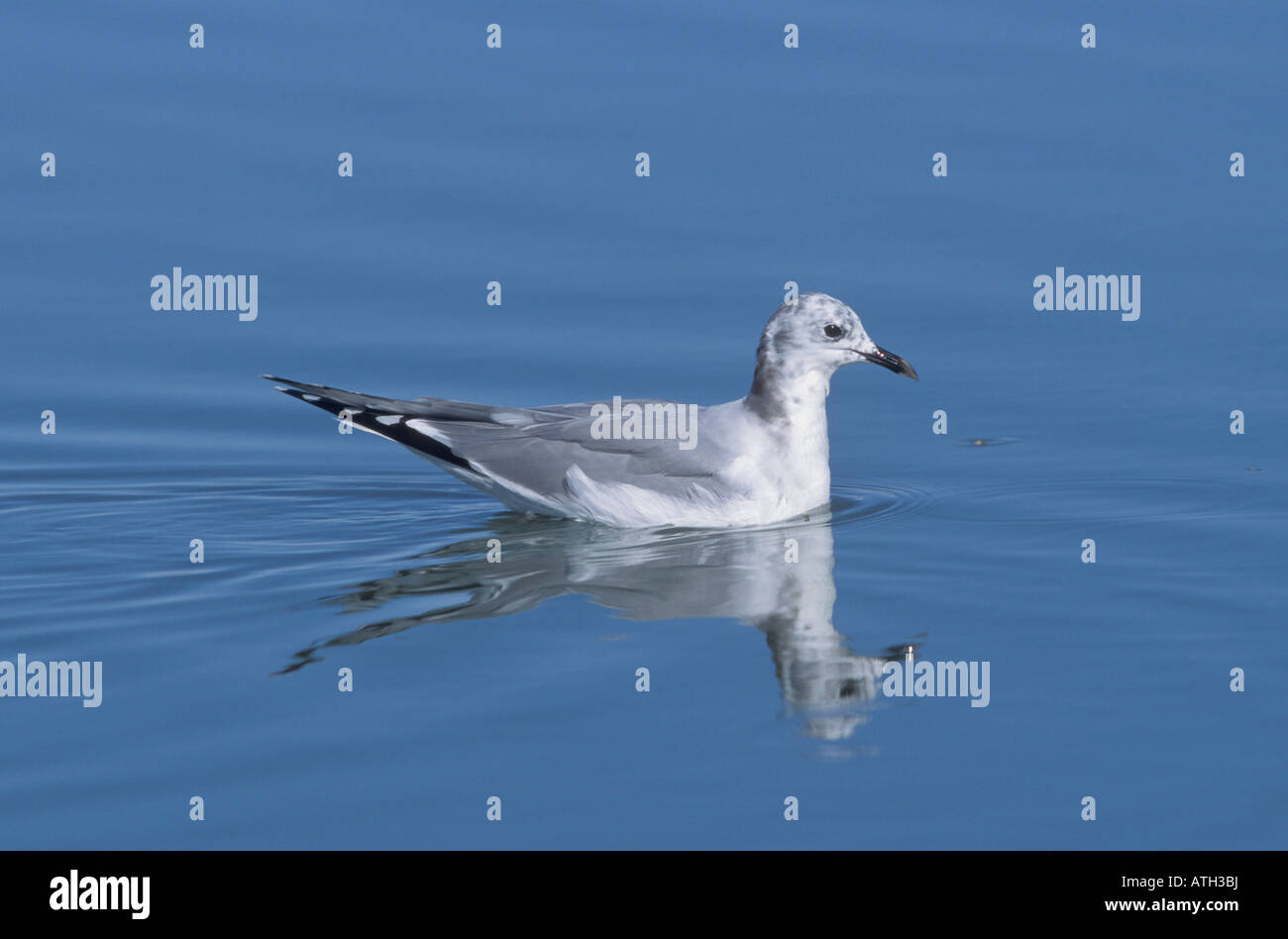 Sabine's Gull first summer, Xema sabini, swimming Stock Photo - Alamy