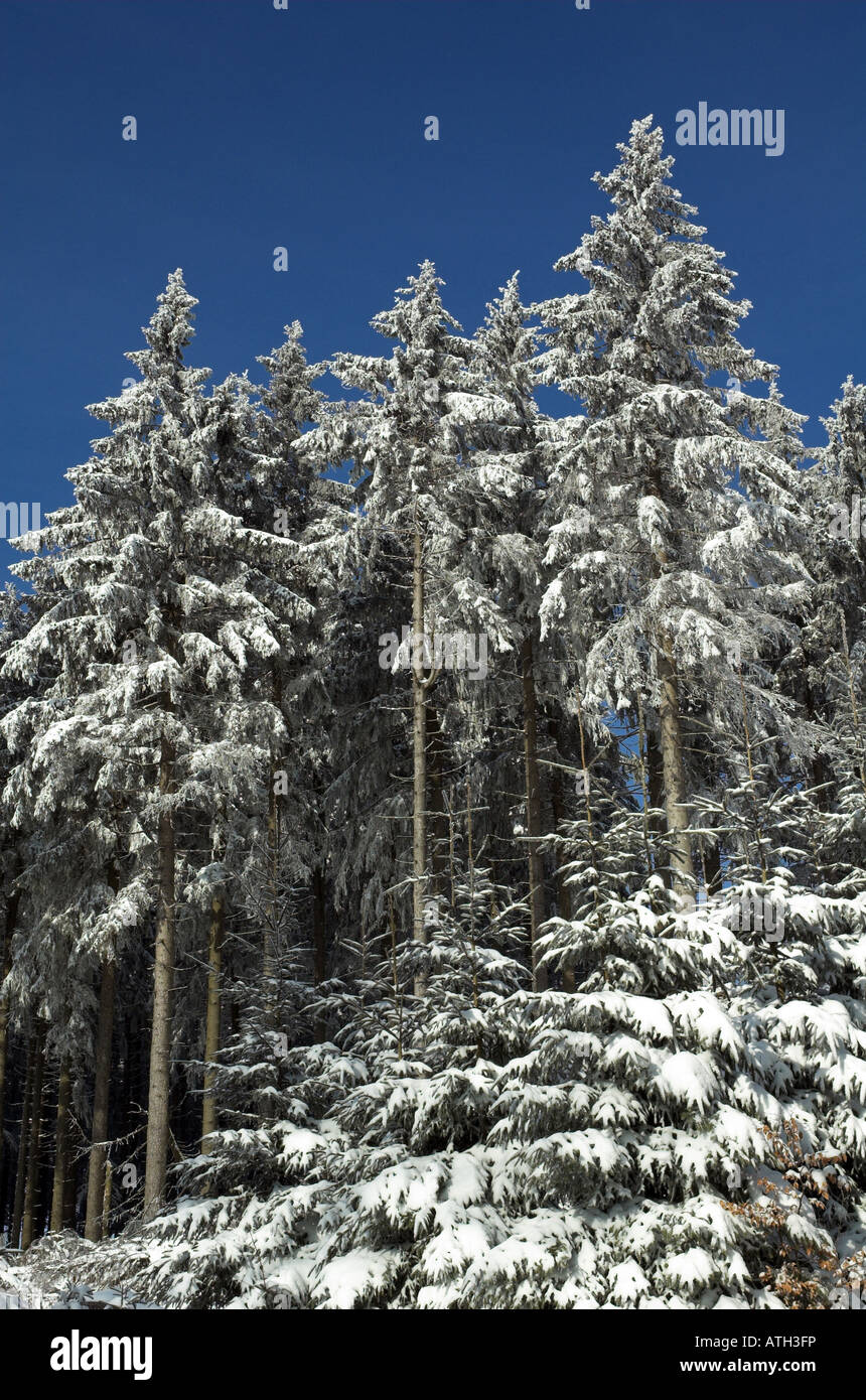 Spruce (Picea sp.), forest against blue sky in winter Stock Photo - Alamy