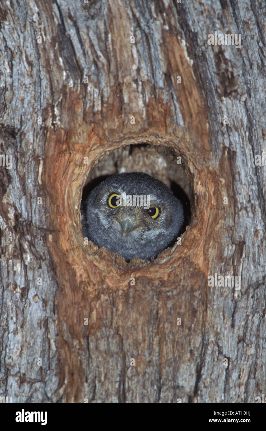 Elf Owl nestling, Micrathene whitneyi, in nest cavity in oak tree Stock ...