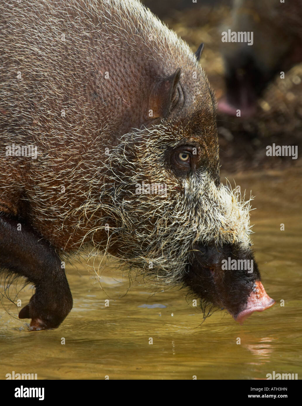 Pig with a beard hi-res stock photography and images - Alamy