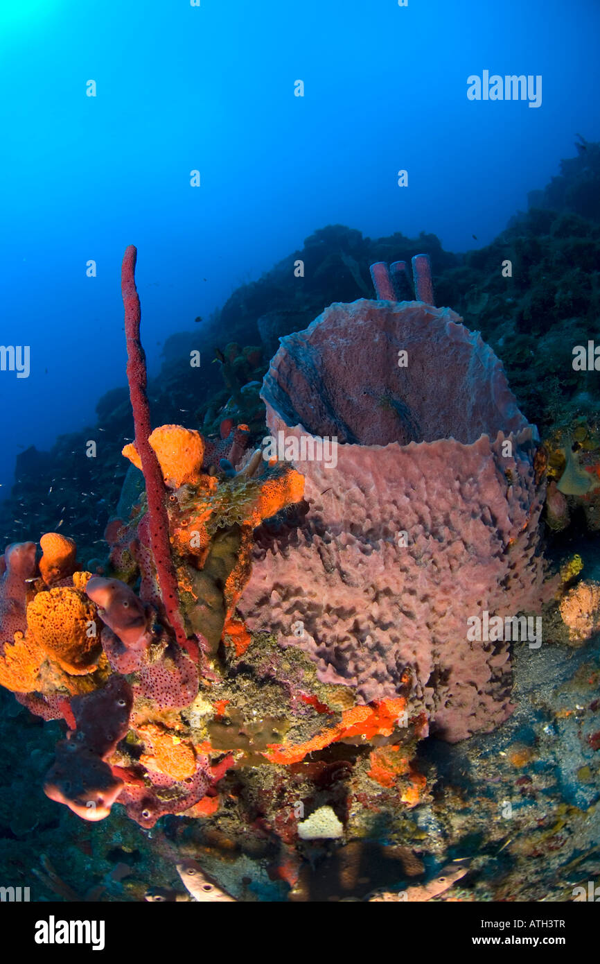 Coral Reef Saba Caribbean, underwater, scuba, diving, ocean, sea ...
