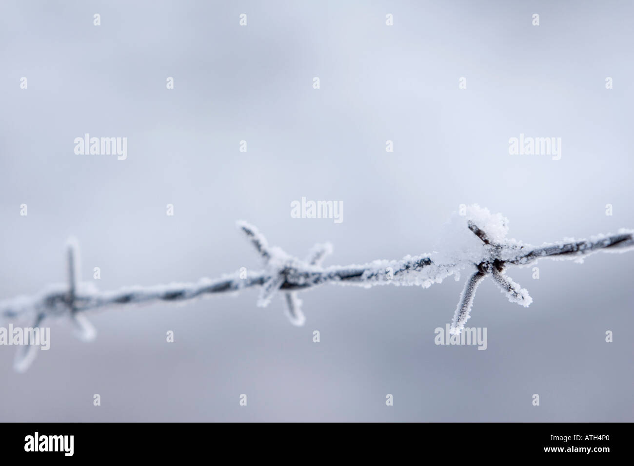 Frozen barbed wire hi-res stock photography and images - Alamy