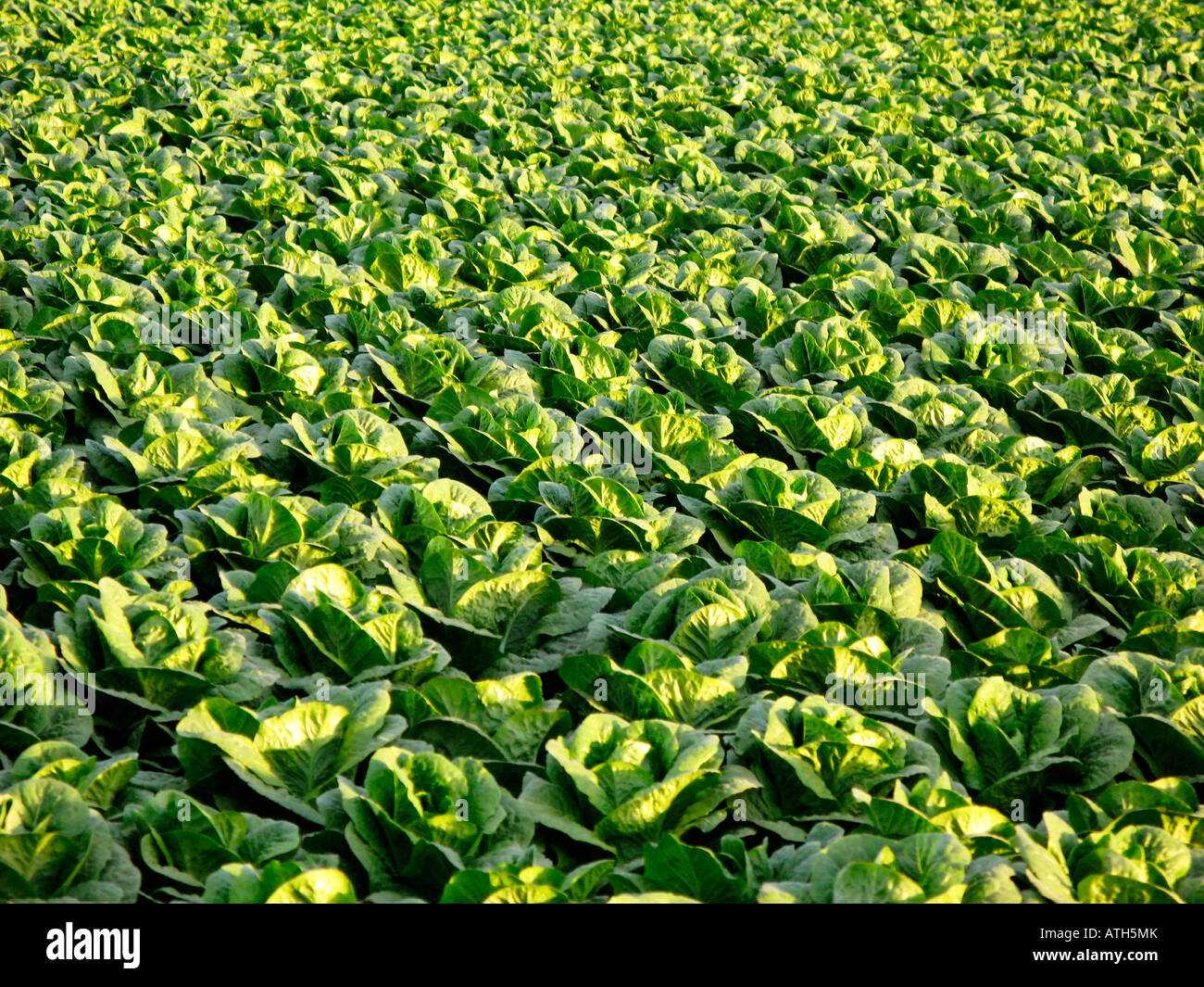 Green bib lettuce hi-res stock photography and images - Alamy