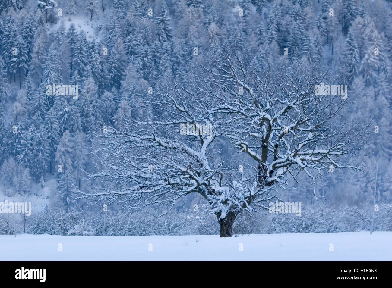 Apricot tree in snow hi-res stock photography and images - Alamy