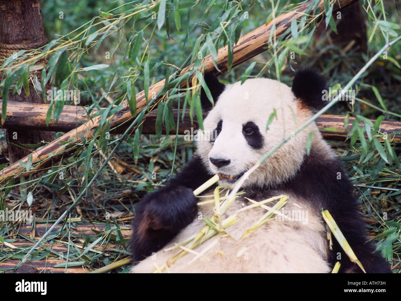 panda bear eating bamboo, Chengdu, China Stock Photo - Alamy