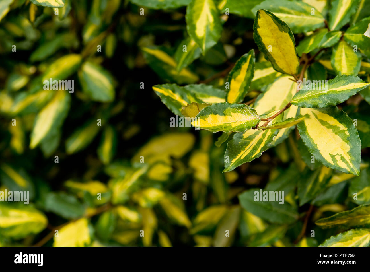 Eleagnus hi-res stock photography and images - Alamy