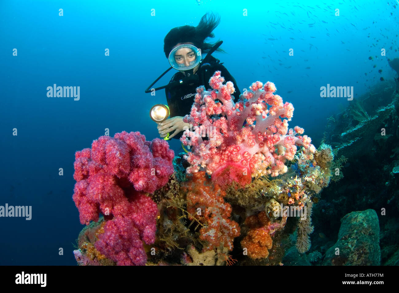 Scuba diving in Indonesia coral reefs, underwater, ocean, sea, soft ...