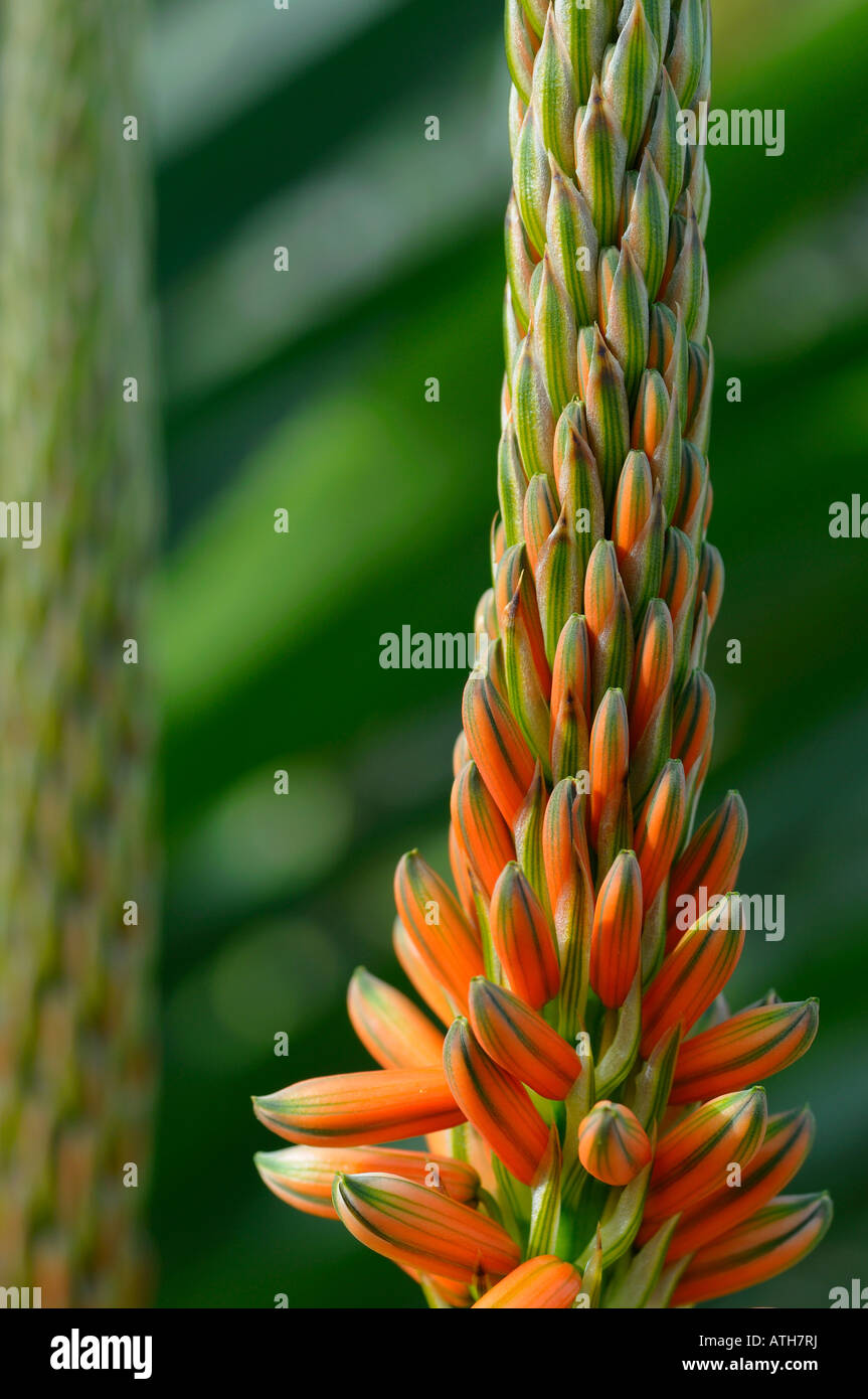 Spikes of orange aloe flowers Stock Photo - Alamy