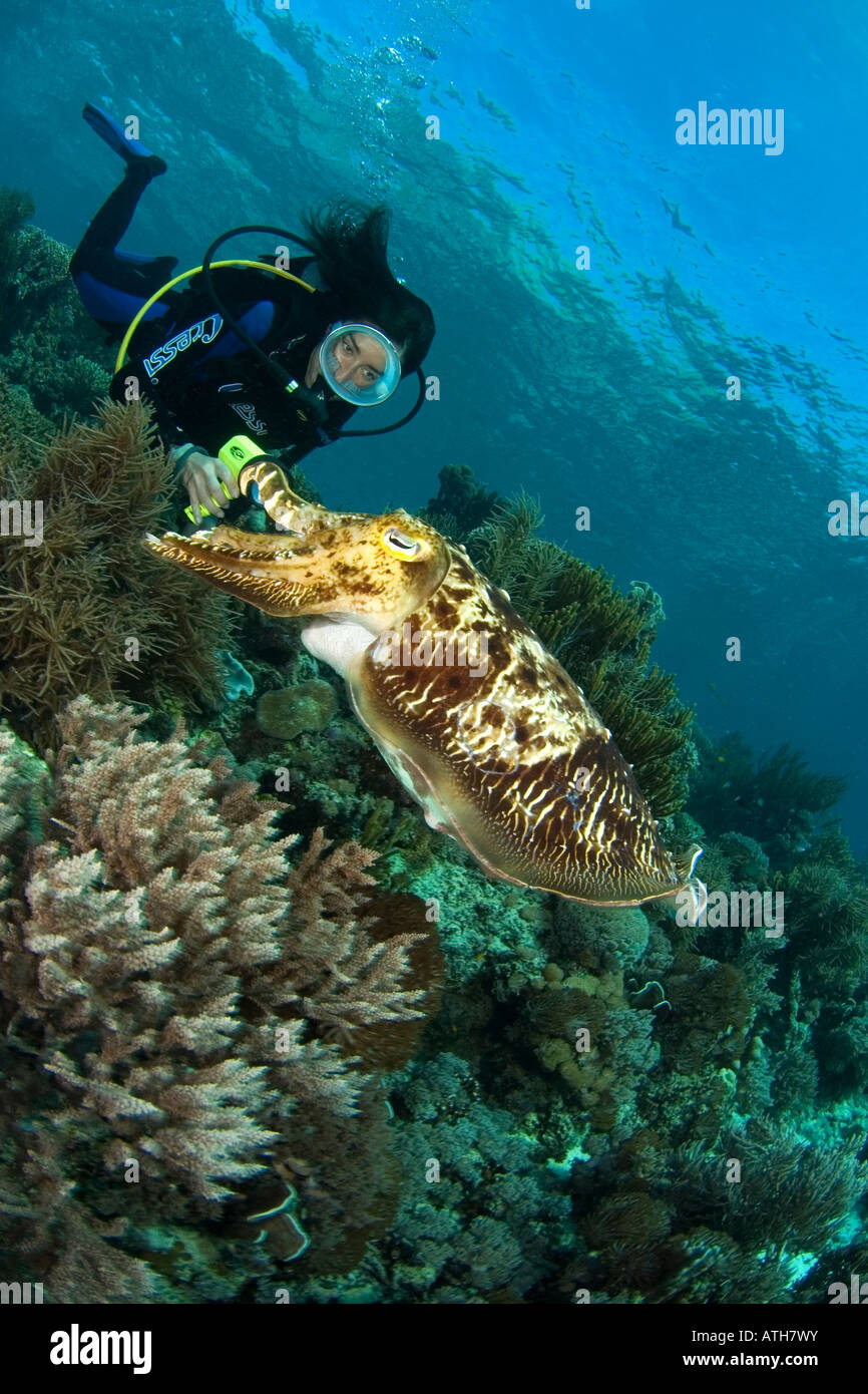 cuttlefish, underwater, ocean, sea, scuba, diving, marine life, sea ...