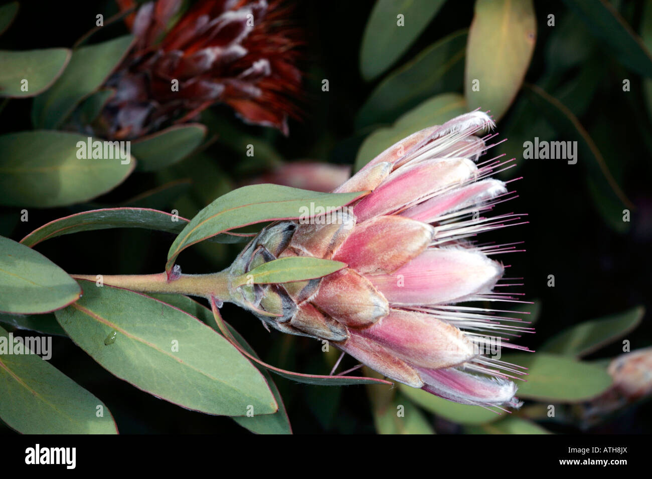Protea aurea hi-res stock photography and images - Alamy