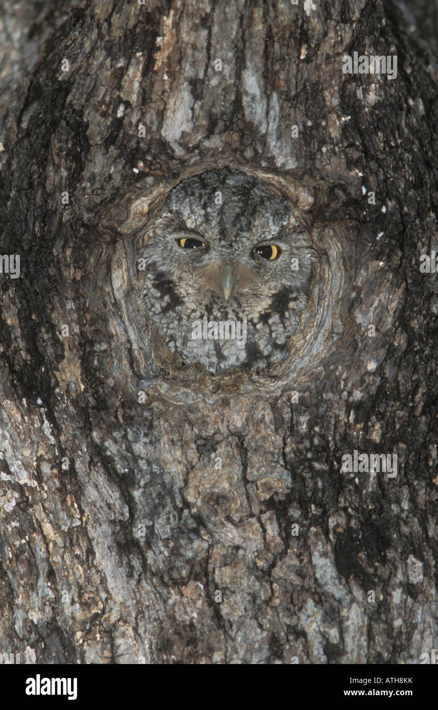 Whiskered screech owl otus trichopsis hi-res stock photography and ...