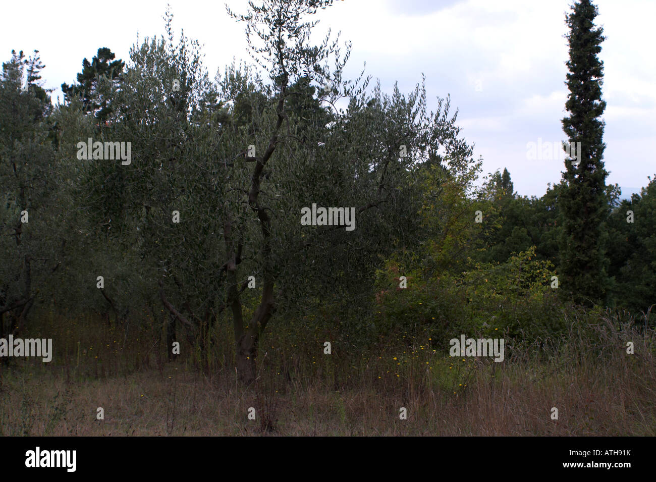 Guardistallo, Tuscany, Italy Stock Photo - Alamy