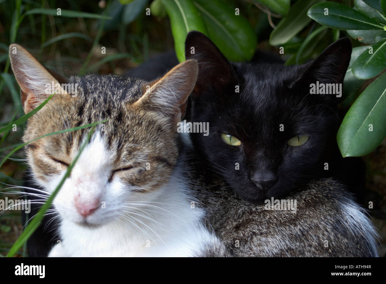 Two little cats in Guardistallo, Tuscany, Italy Stock Photo - Alamy
