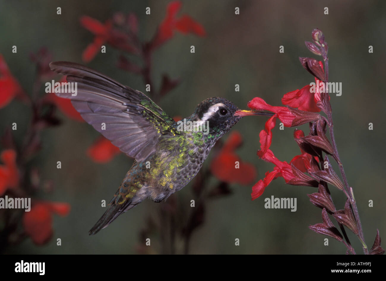 Molting hummingbird hi-res stock photography and images - Alamy