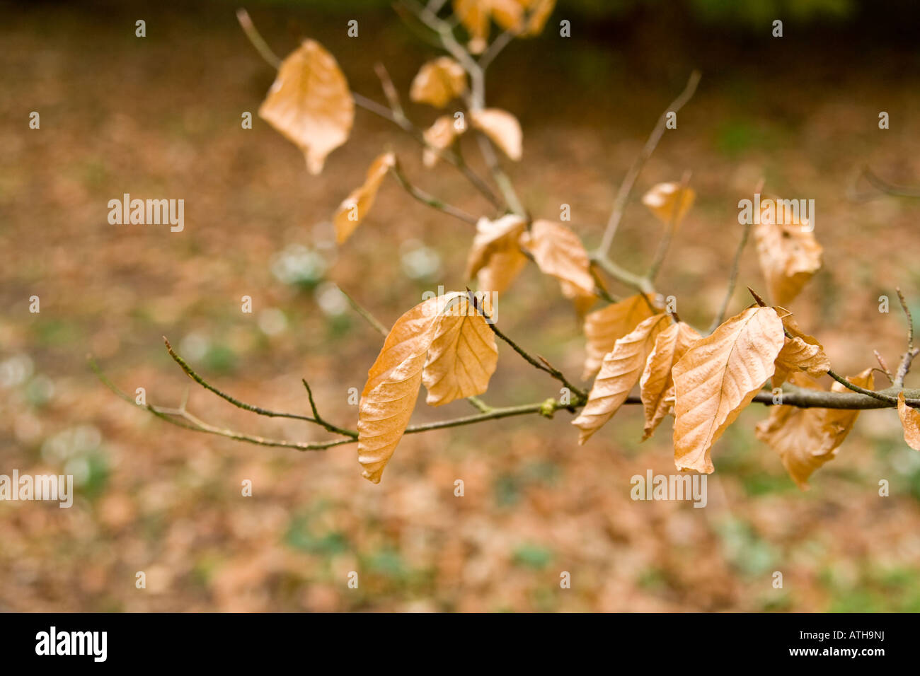 Golden leaves on a tree Stock Photo - Alamy
