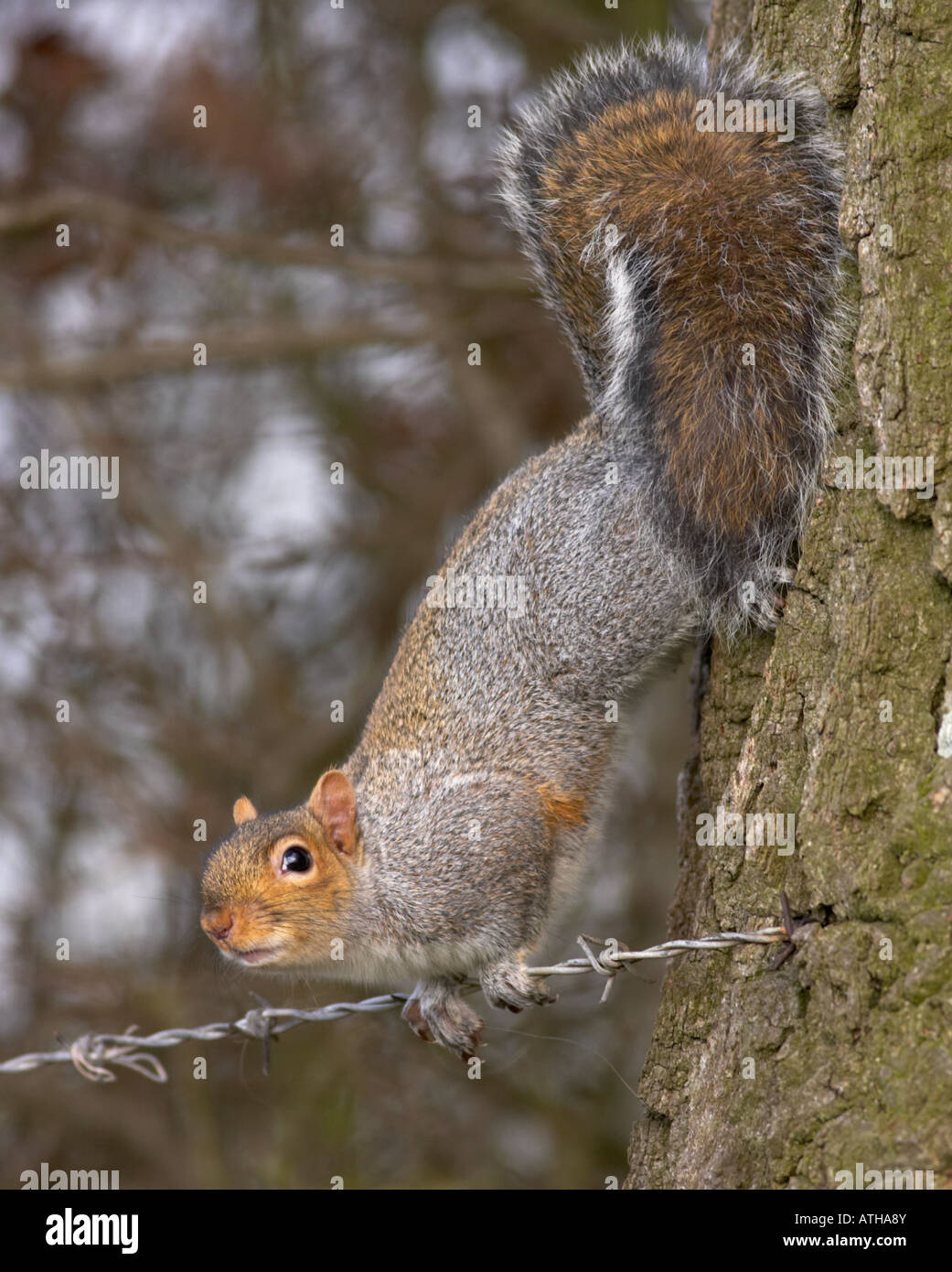 Squirrel hunting hi-res stock photography and images - Alamy