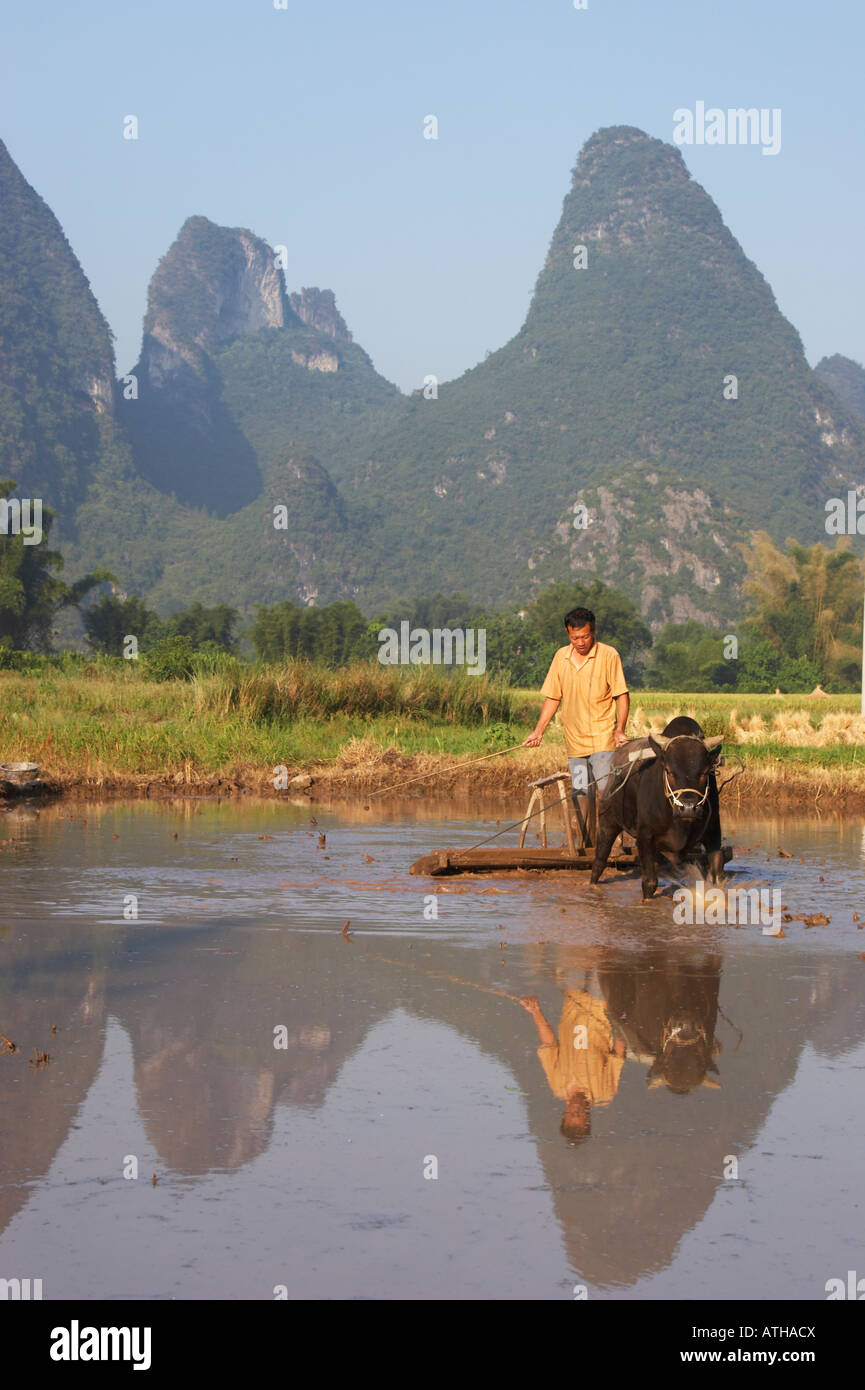 Man Using Bull To Plough Paddy Field, Yangshuo Stock Photo - Alamy