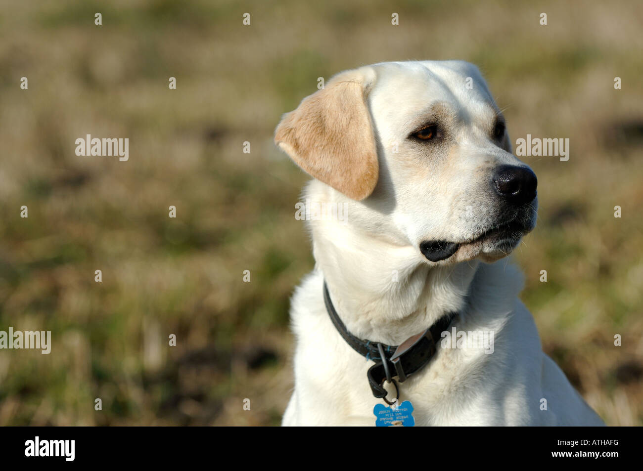 Golden labrador dog Stock Photo - Alamy
