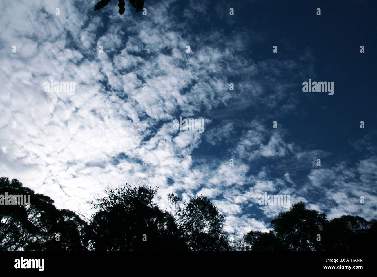 Altocumulus Undulatus Clouds Stock Photo - Alamy