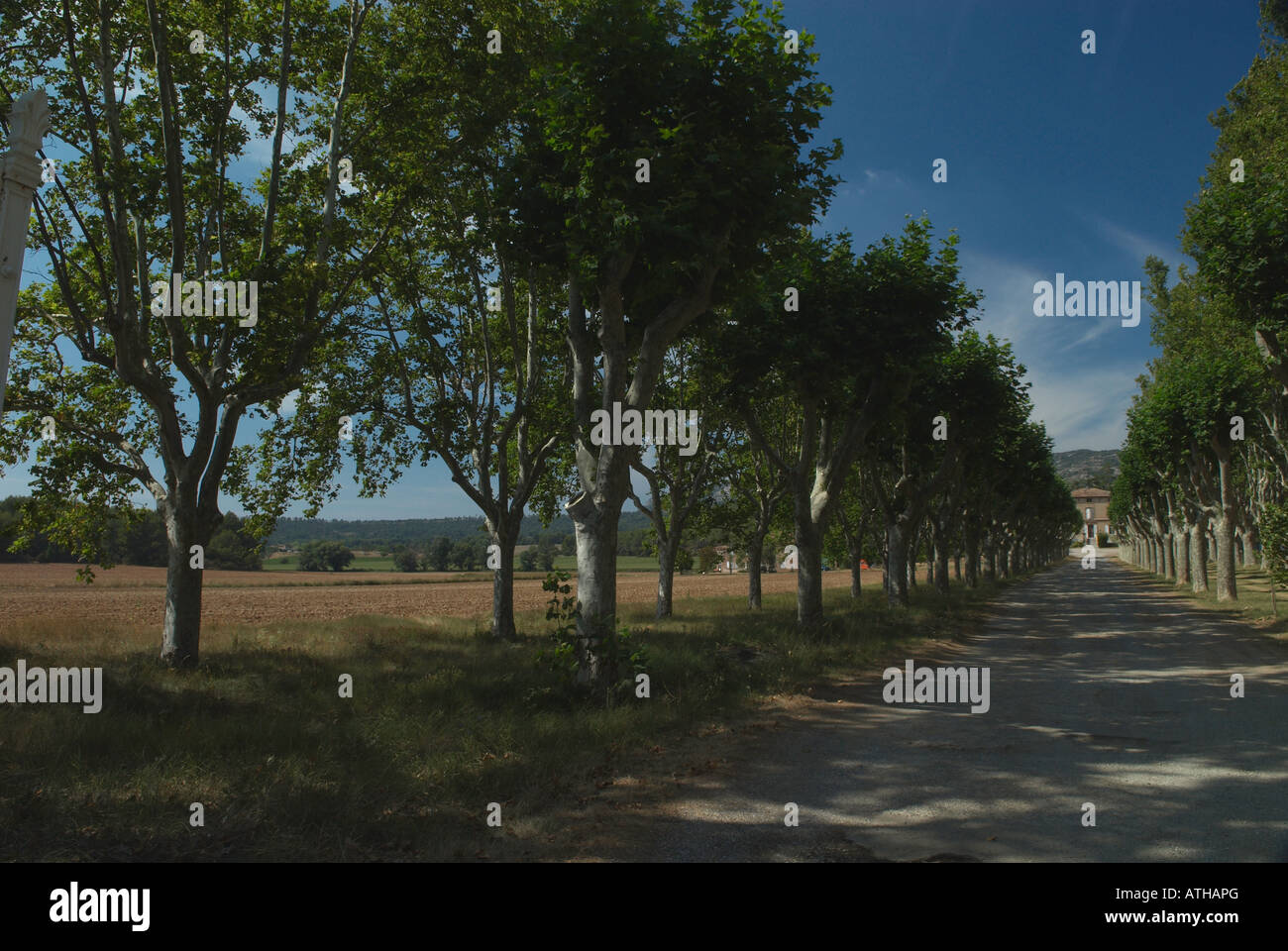 tree lined drive provence Stock Photo - Alamy