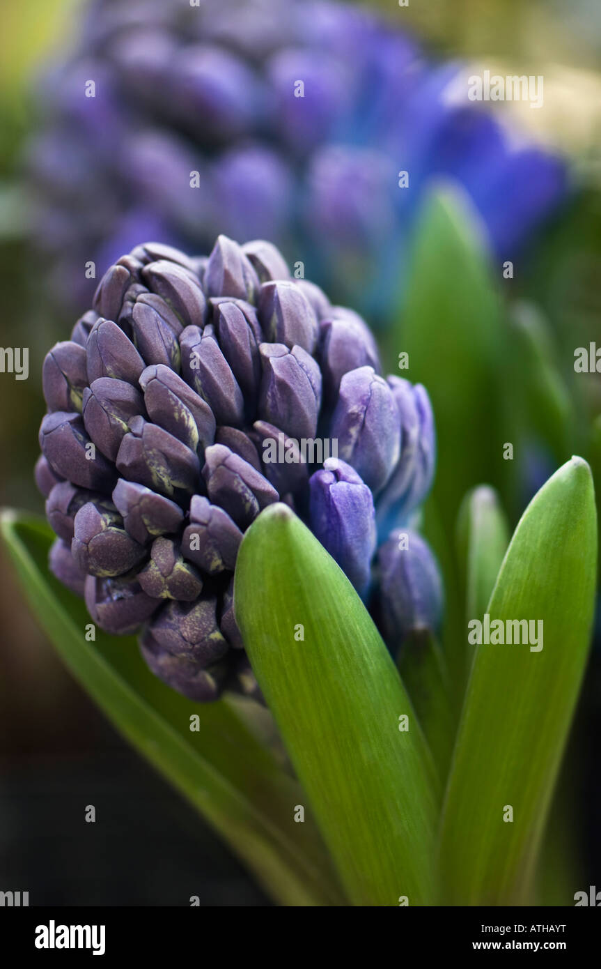 Blue hyacinth houseplant hi-res stock photography and images - Alamy