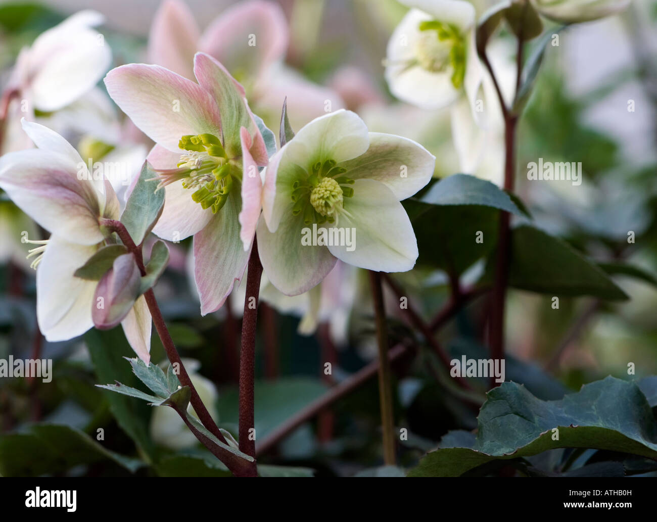 Helleborus Ivory Prince Care