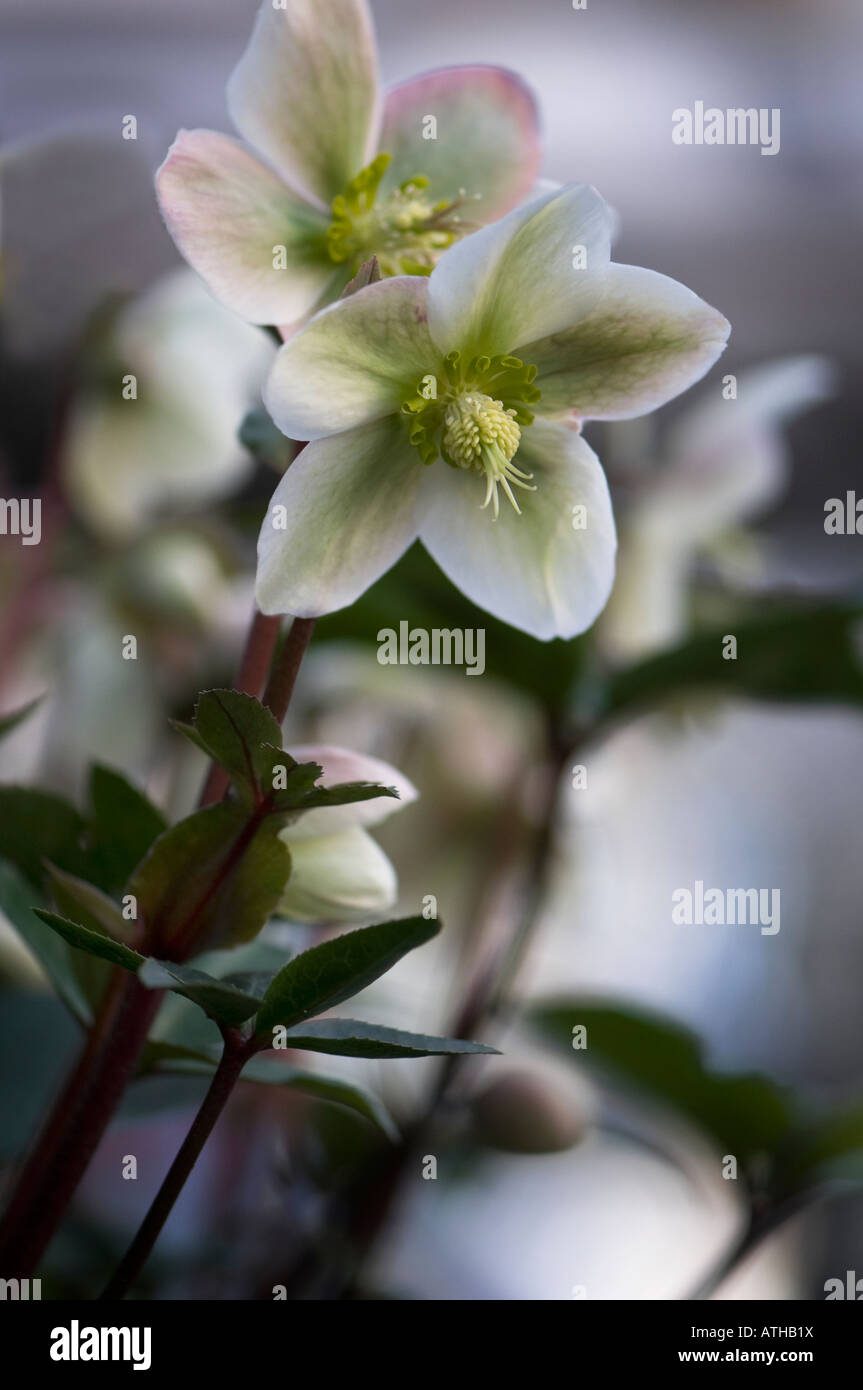 Up close shot of hellebore Ivory Prince Stock Photo - Alamy