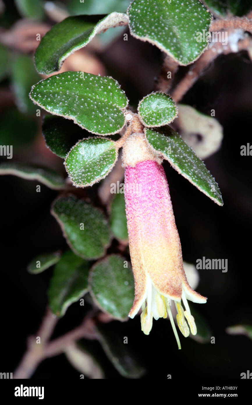 Correa/Native Fuchsia-Correa pulchella x reflexa [syn C.speciosa ...