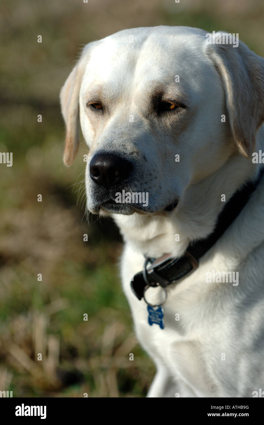 Golden labrador dog Stock Photo - Alamy
