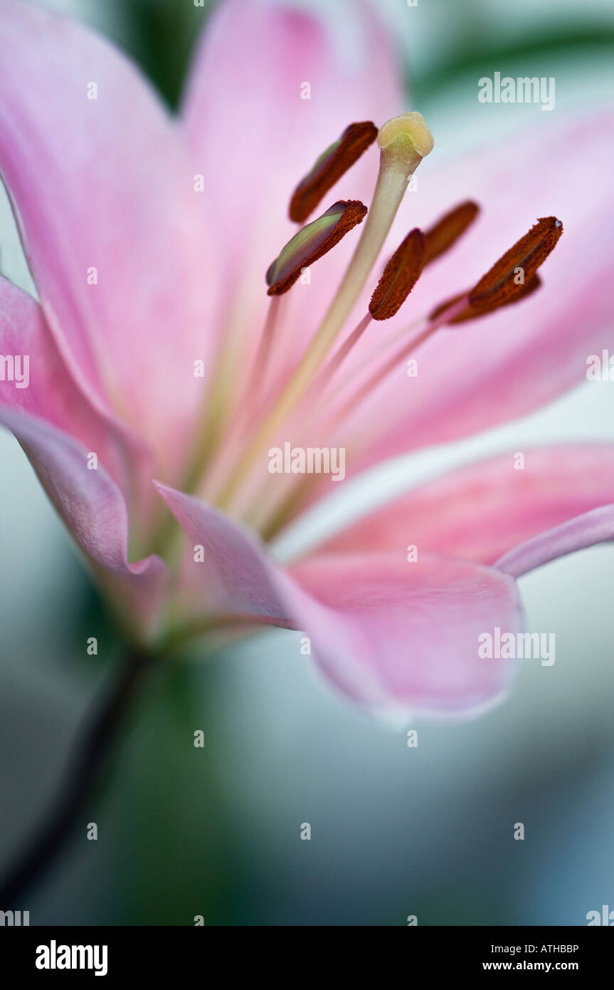 Up close shot of pink asiatic lily Stock Photo - Alamy