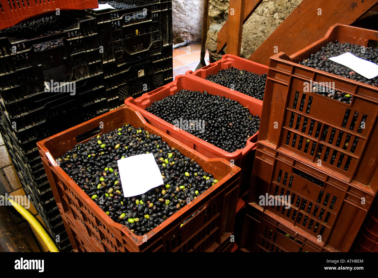 Crates of Black olives noires, Ancient mill, water driven at Tourtour ...
