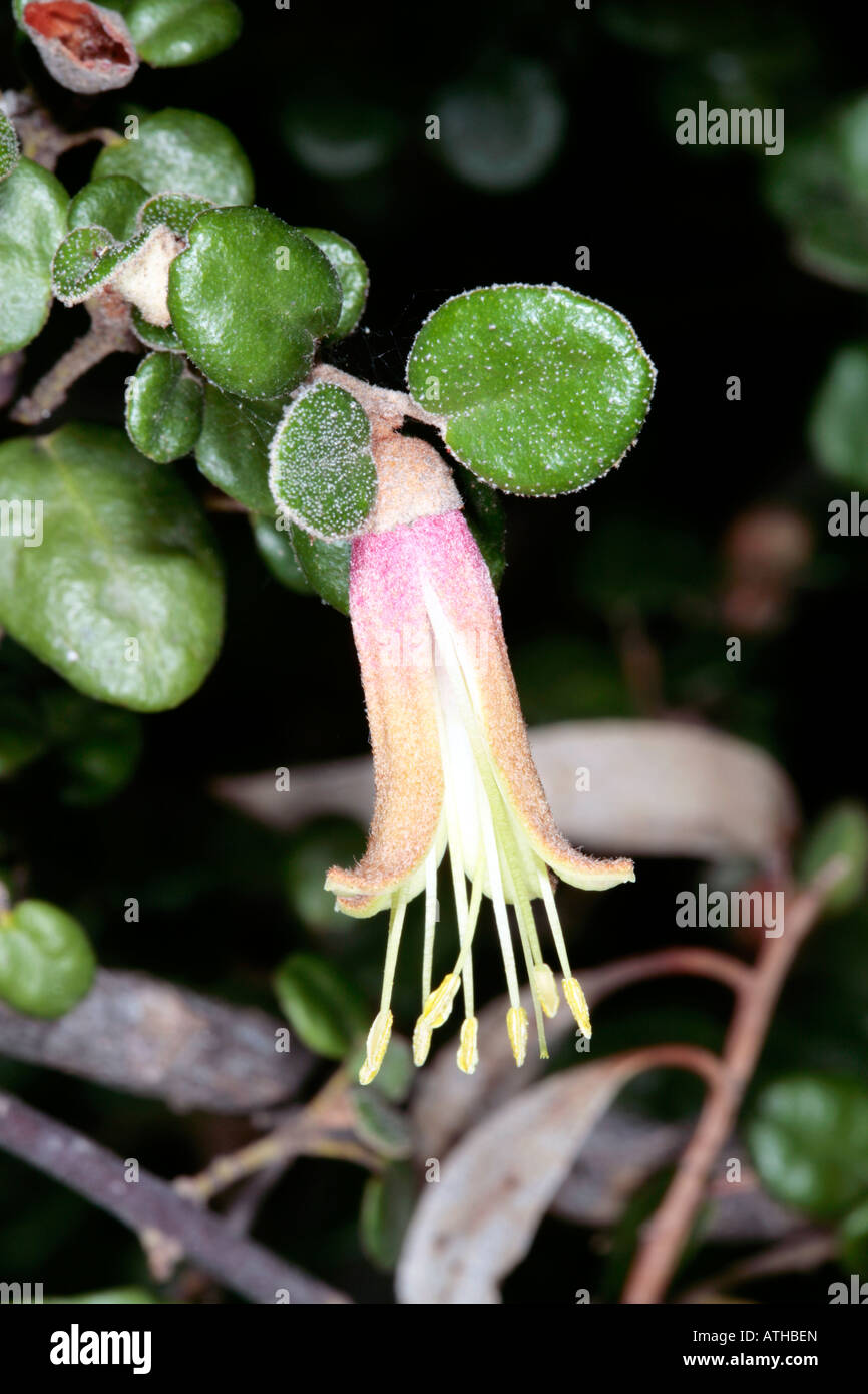 Correa/Native Fuchsia-Correa pulchella x reflexa [syn C.speciosa ...