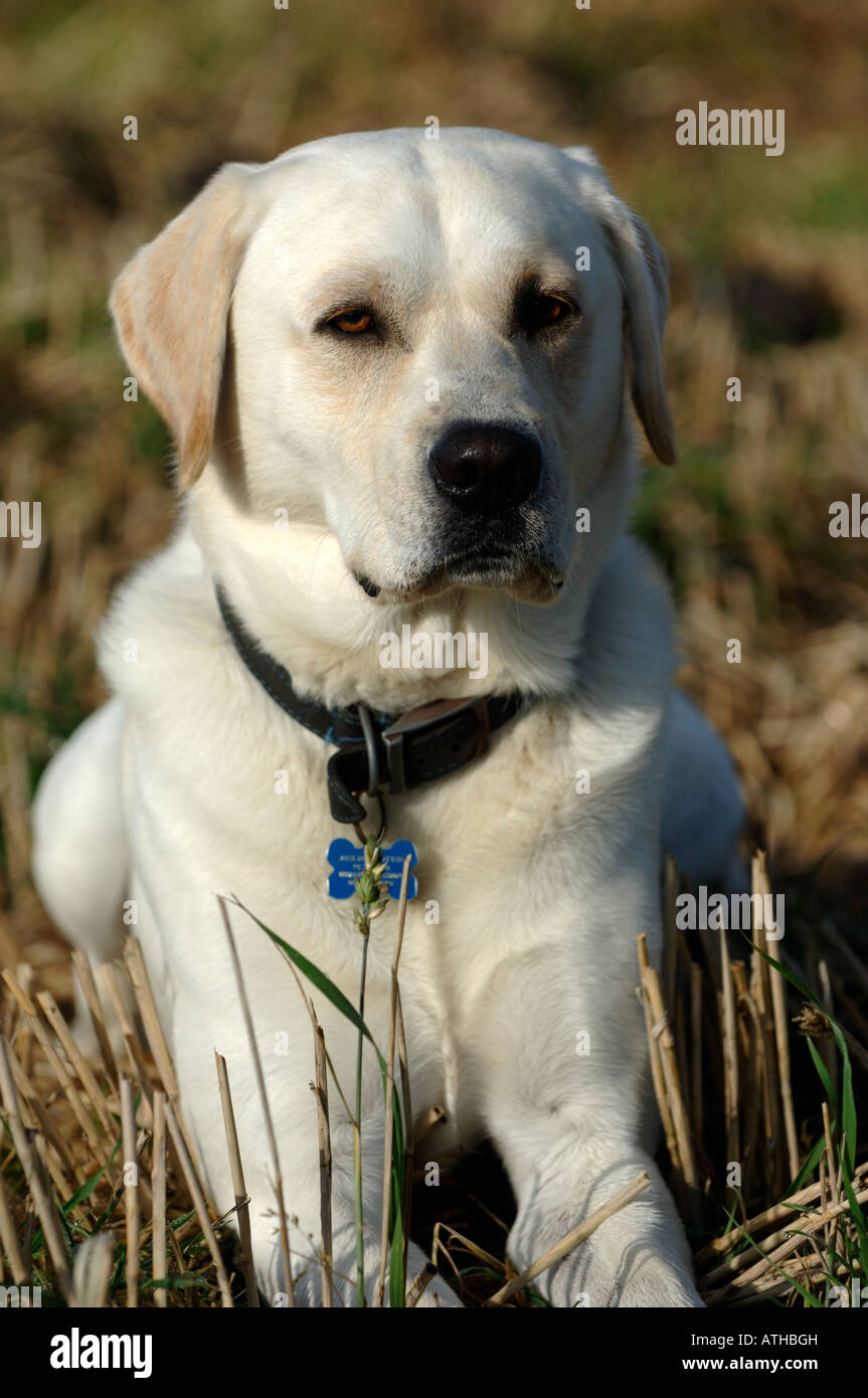 Golden labrador dog Stock Photo - Alamy