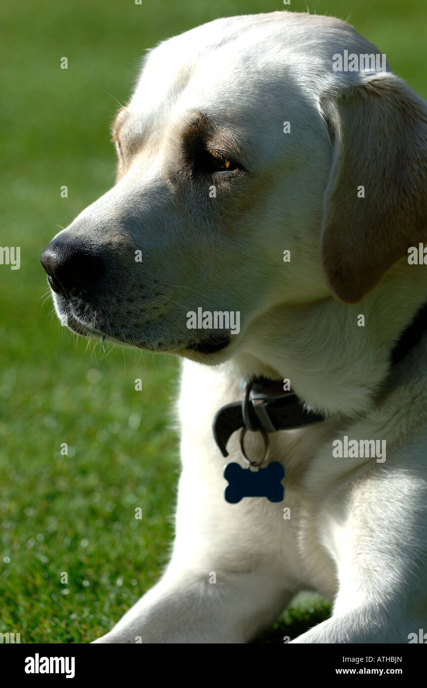 Golden labrador dog Stock Photo - Alamy