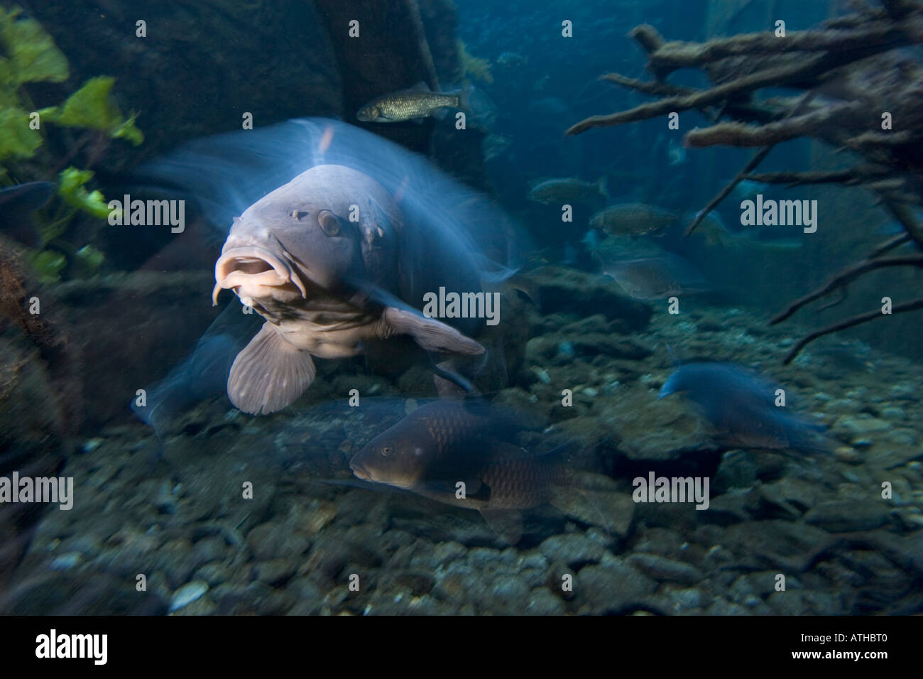 Large freshwater fish italy hi-res stock photography and images - Alamy