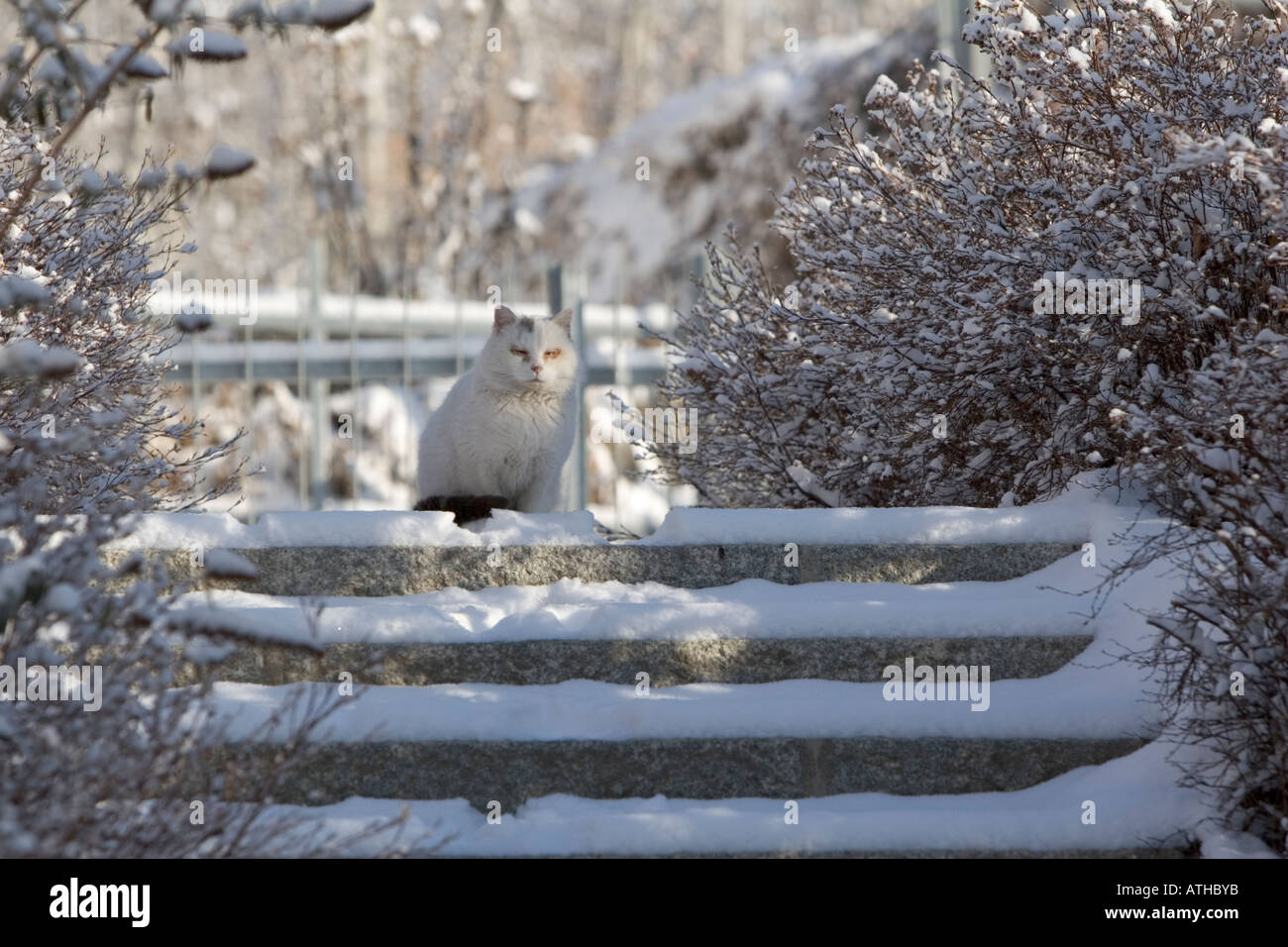 Ferrel cat with infected eyes Stock Photo - Alamy