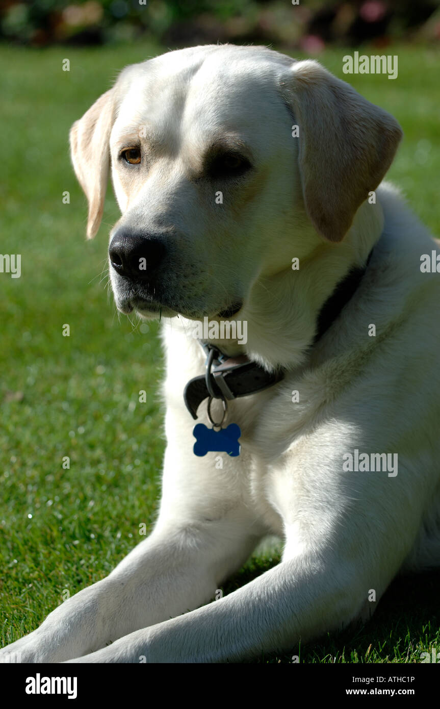 Golden labrador dog Stock Photo - Alamy