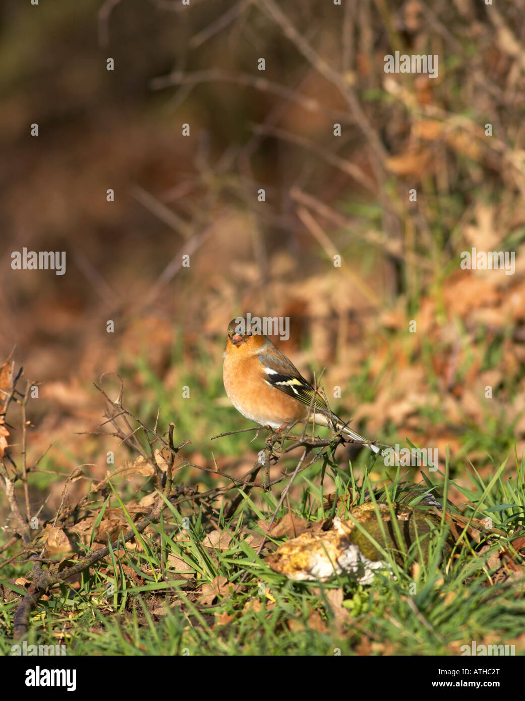 Chaffinch tree hi-res stock photography and images - Alamy